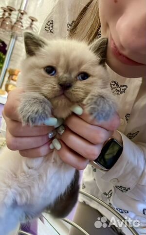 Шотландские котята