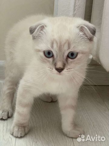 Котёнок шотландский вислоухий