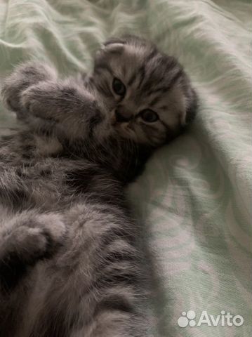 Шотландская