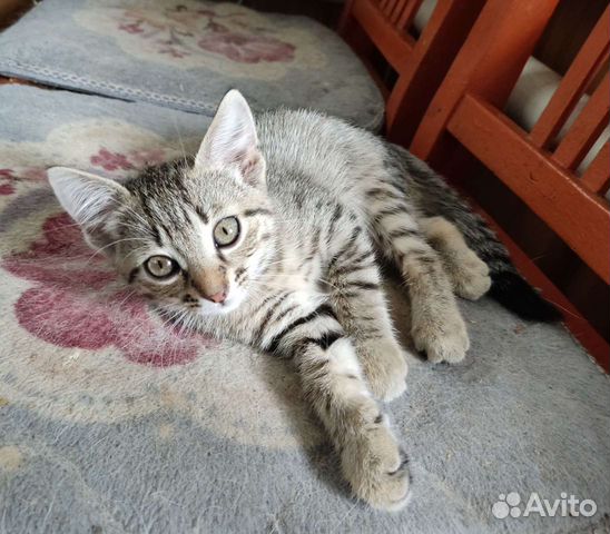 Прекрасная маленькая кошечка, в заботливую семью