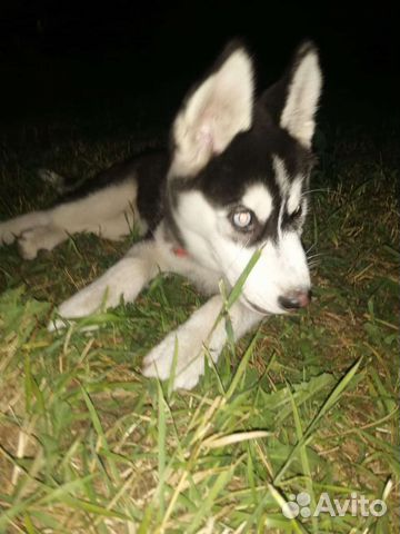 Щенки сибирской хаски