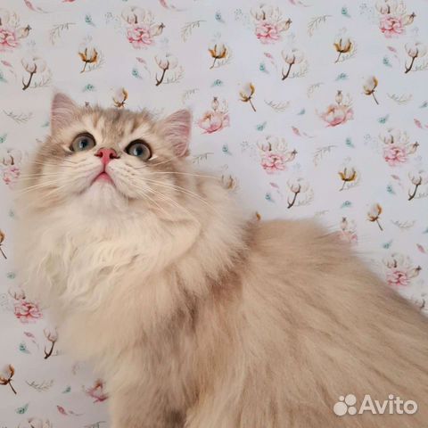 Британские котята золотая шиншилла