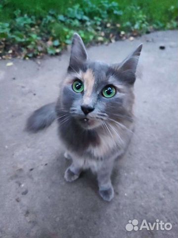 Кошка