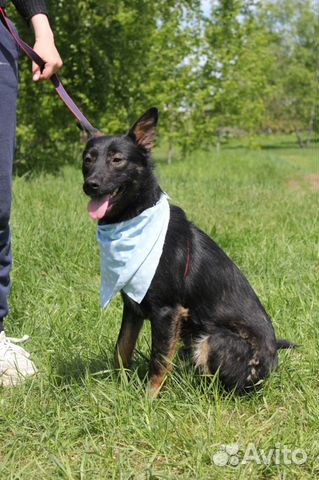 Исполни мечту хвостика. стань ему верным другом