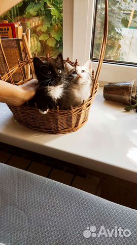 Кошки в добрые руки бесплатно