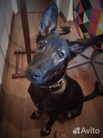 Собака в добрые руки щенок