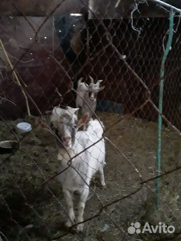 Продаю 2 козла 6 мес.и 1 баран курдючный 4 мес