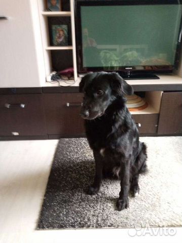 Отдам щенка 11 месяцев в добрые руки,в частный дом