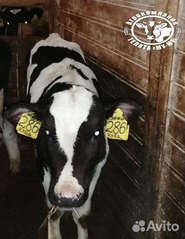 Телята бычки