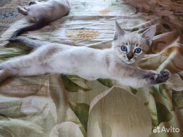 Тайские котята