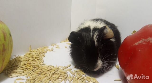 Продаються морские свинки