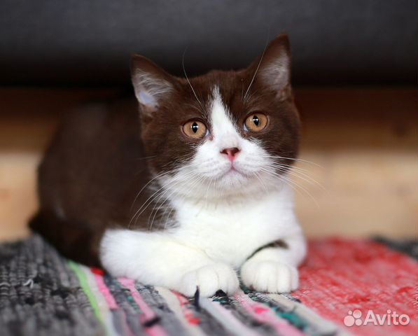 Британский котик шоколадный биколор