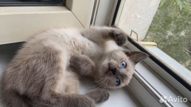 Котёнок сиамский