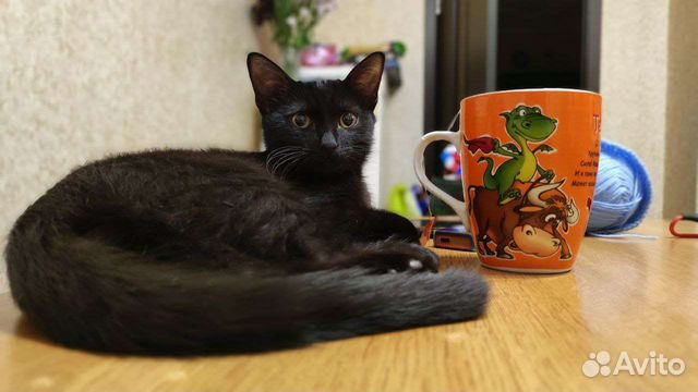 Черный котенок
