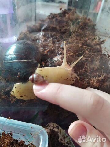 Ахатины молодняк