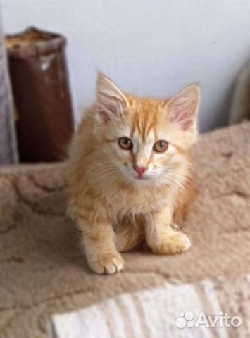 Рыжий-рыжий полосатый котенок мальчик Васёк