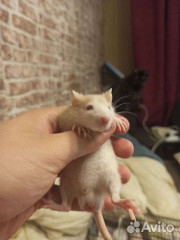 Декоративная крыса