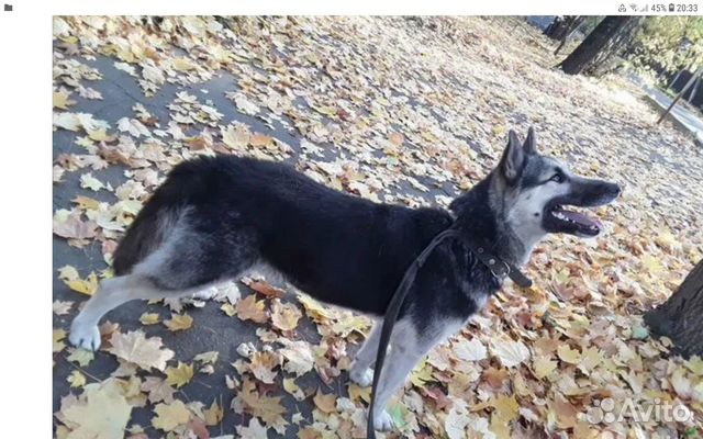 Ищу передержку для собаки