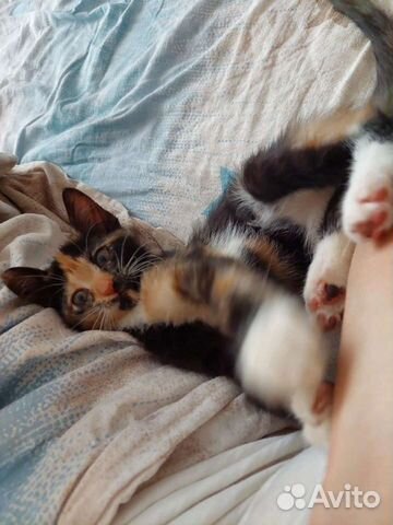 Мусяо супер котенок