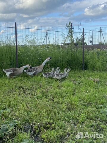 Продаю холмогорских гусят