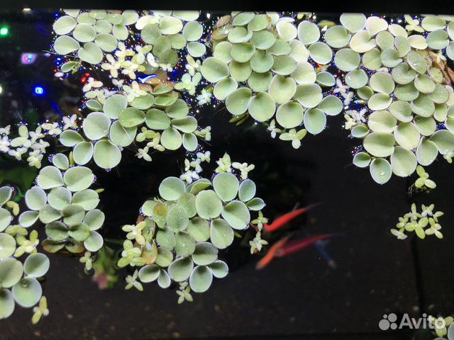 Сальвиния ушастая