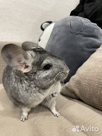 Шиншилла (девочка)