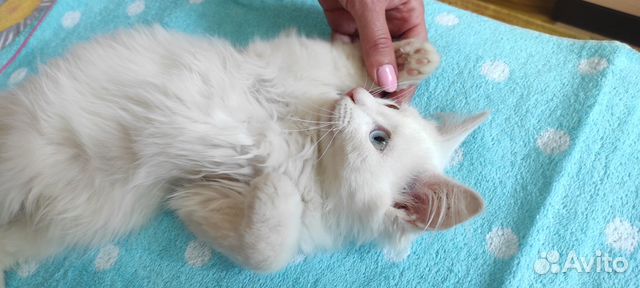 Котёнок в добрые руки