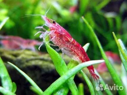 Аквариумные креветки "Вишня" Обмен или за отзыв