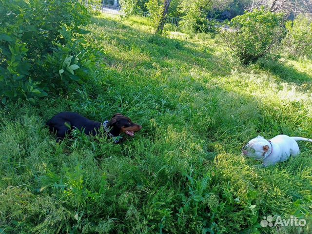 Добермусс Волгоградский в добрые руки