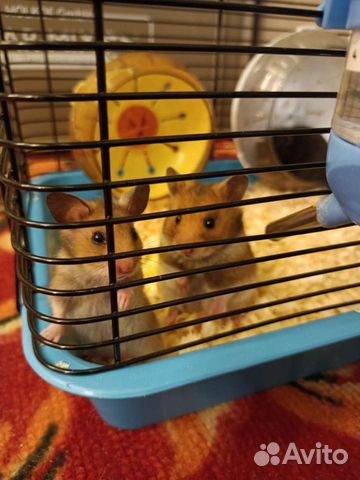 Сирийский хомяк