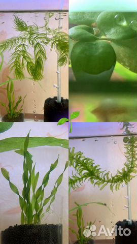 Набор Акваримуных растений