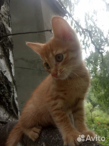 Рыжий котенок в хорошие руки