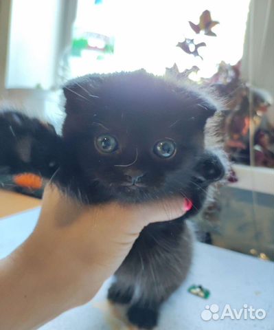 Шотландские вислоухие котята