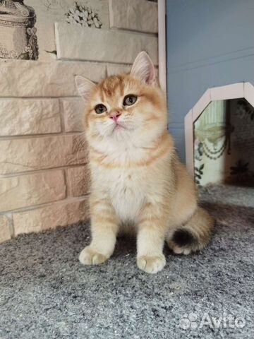 Золото Британии