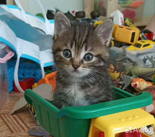 Чудо обыкновенное