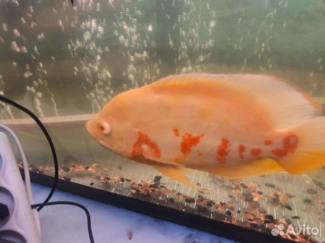 Астранотус