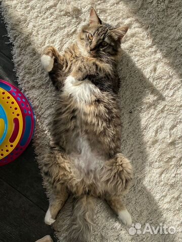 Бесплатно отдам кота