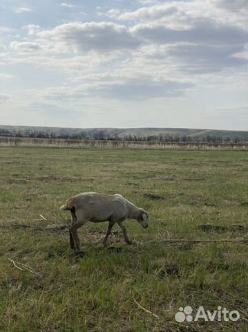 Овцы ягнята барашки