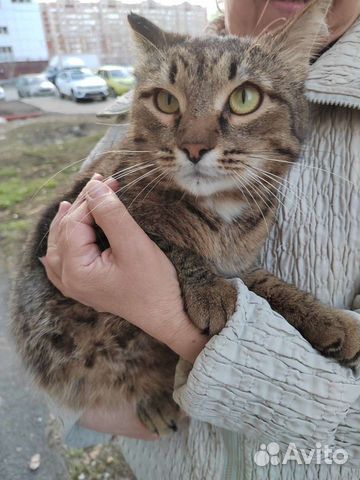 Кот в добрые руки