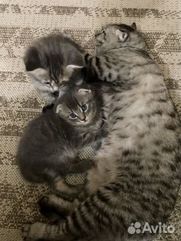 Очаровательный вислоухий мальчик и кошечка