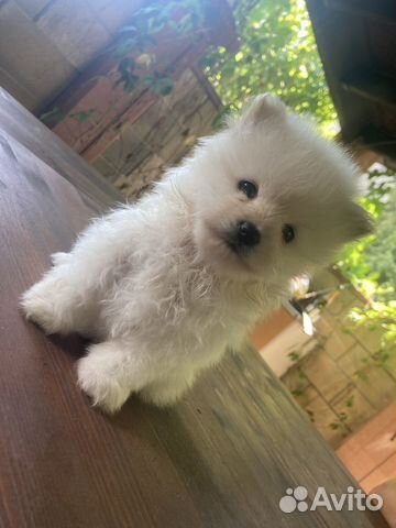 Шпиц померанский щенок белый девочка