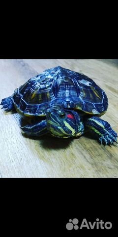 Красноухая черепаха