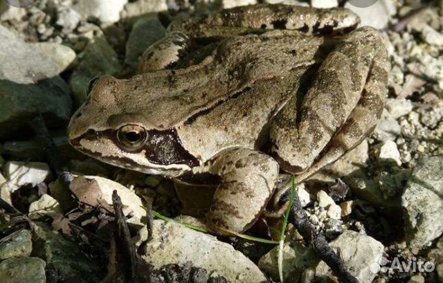 Лягушка травяная