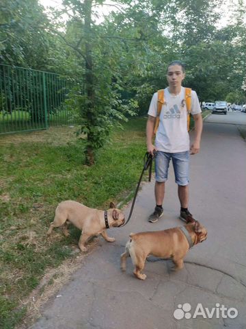 Французский бульдог кобели вязка