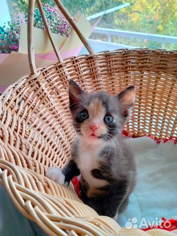 Продам котенка 1.5мес