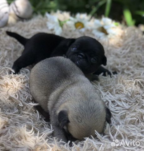 Щенки мопса