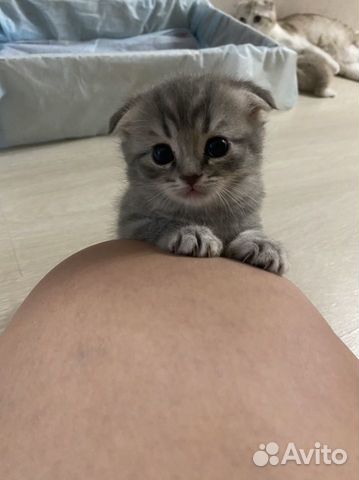 Шотландская вислоухая