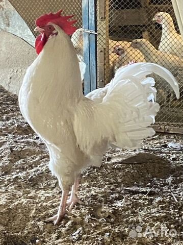 Петух 8 мес