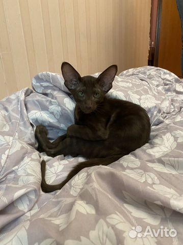 Ориентальный