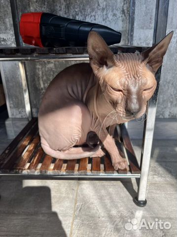 Донской сфинкс